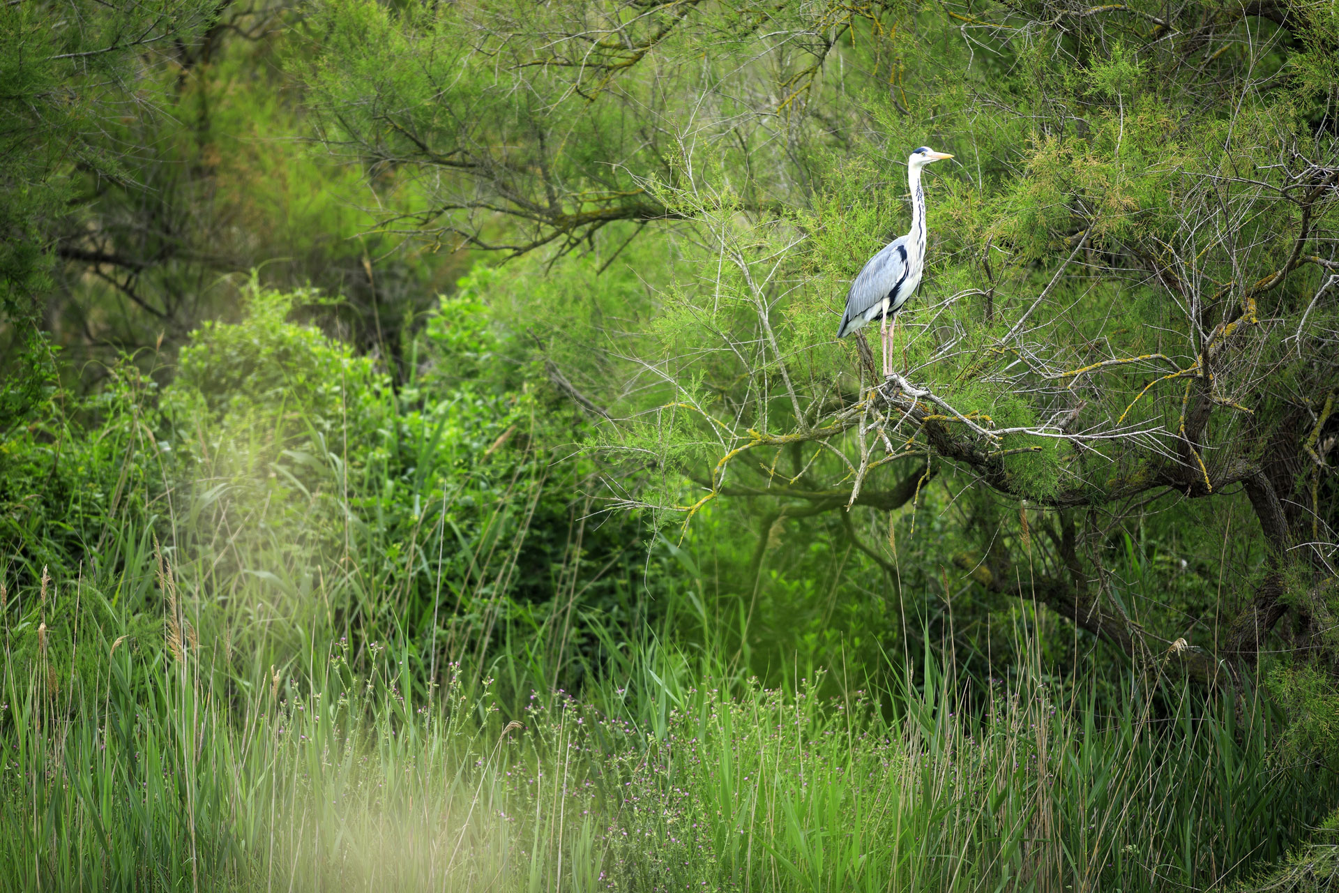 A la source - Comment protéger la faune et la flore